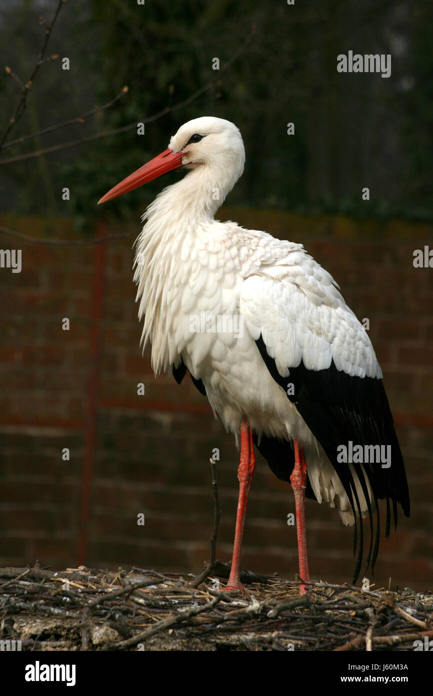 nest migrant birds of passage proud pride bird birds brilliance stork ...