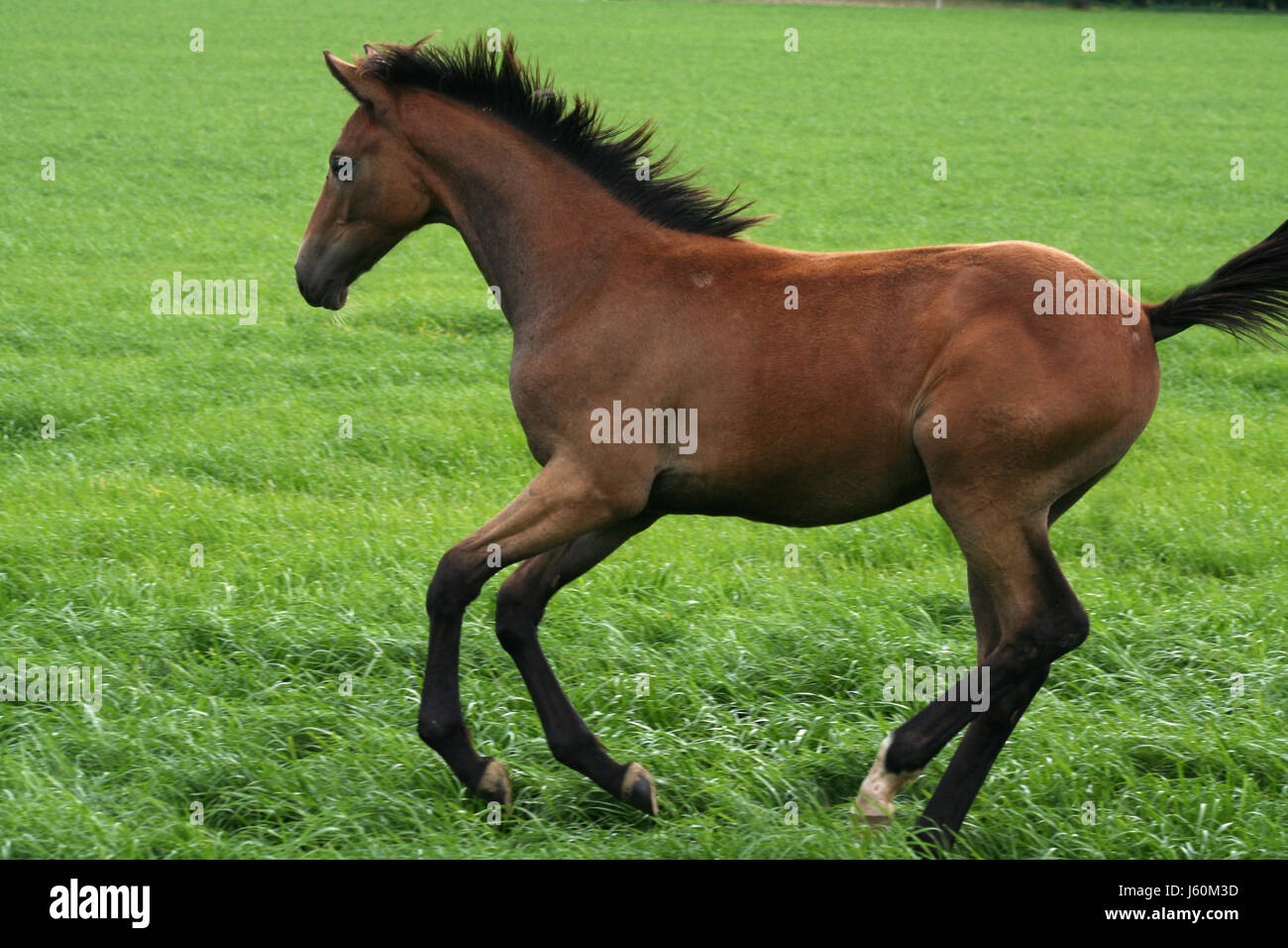 Ostpreuisches warmblut hi-res stock photography and images - Alamy