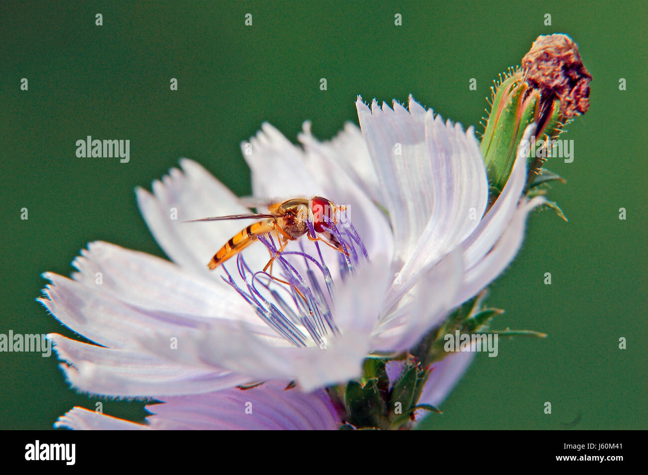 fly chicory leaf insect flower plant green bloom blossom flourish ...