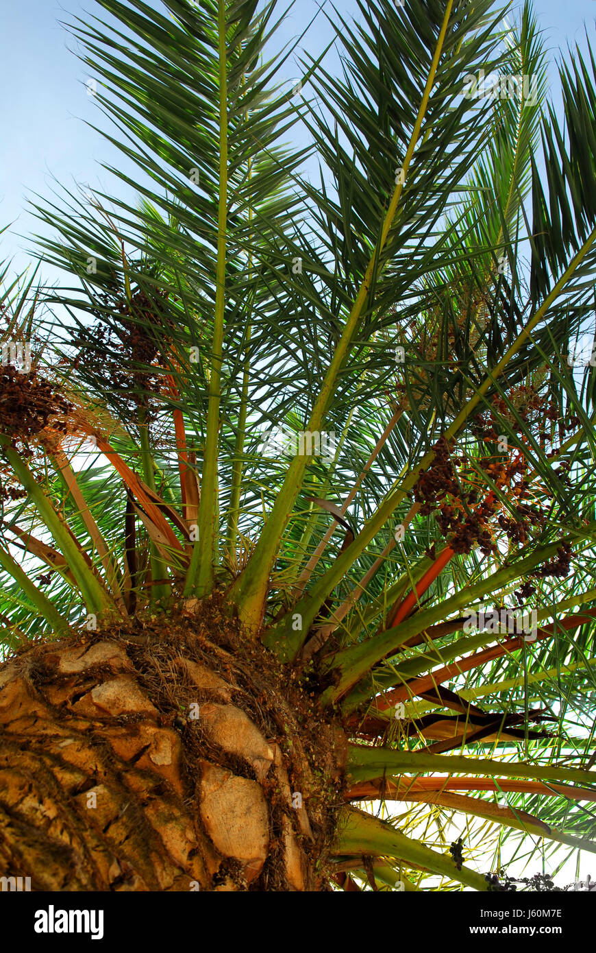 leaf tree branches tropical palm plant trunk close detail closeup ...