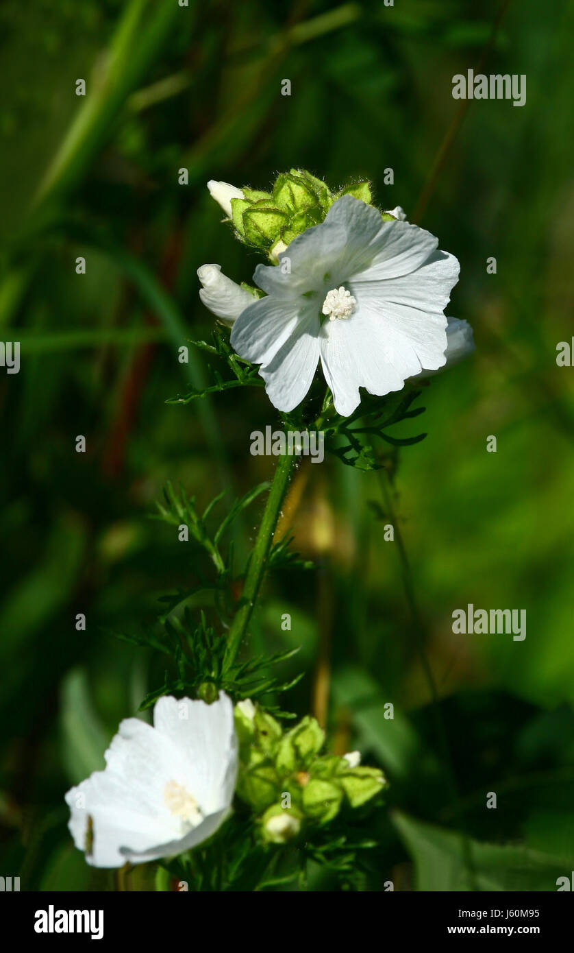 mallow plant mallow delighted unambitious enthusiastic merry radiant ...