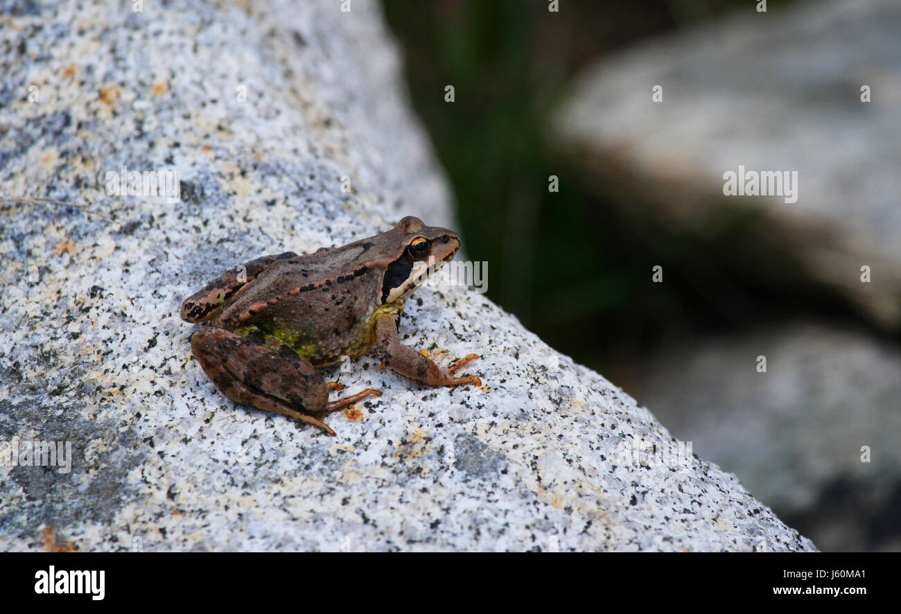 stone frog frogs stone animal animals amphibians frog frogs ...