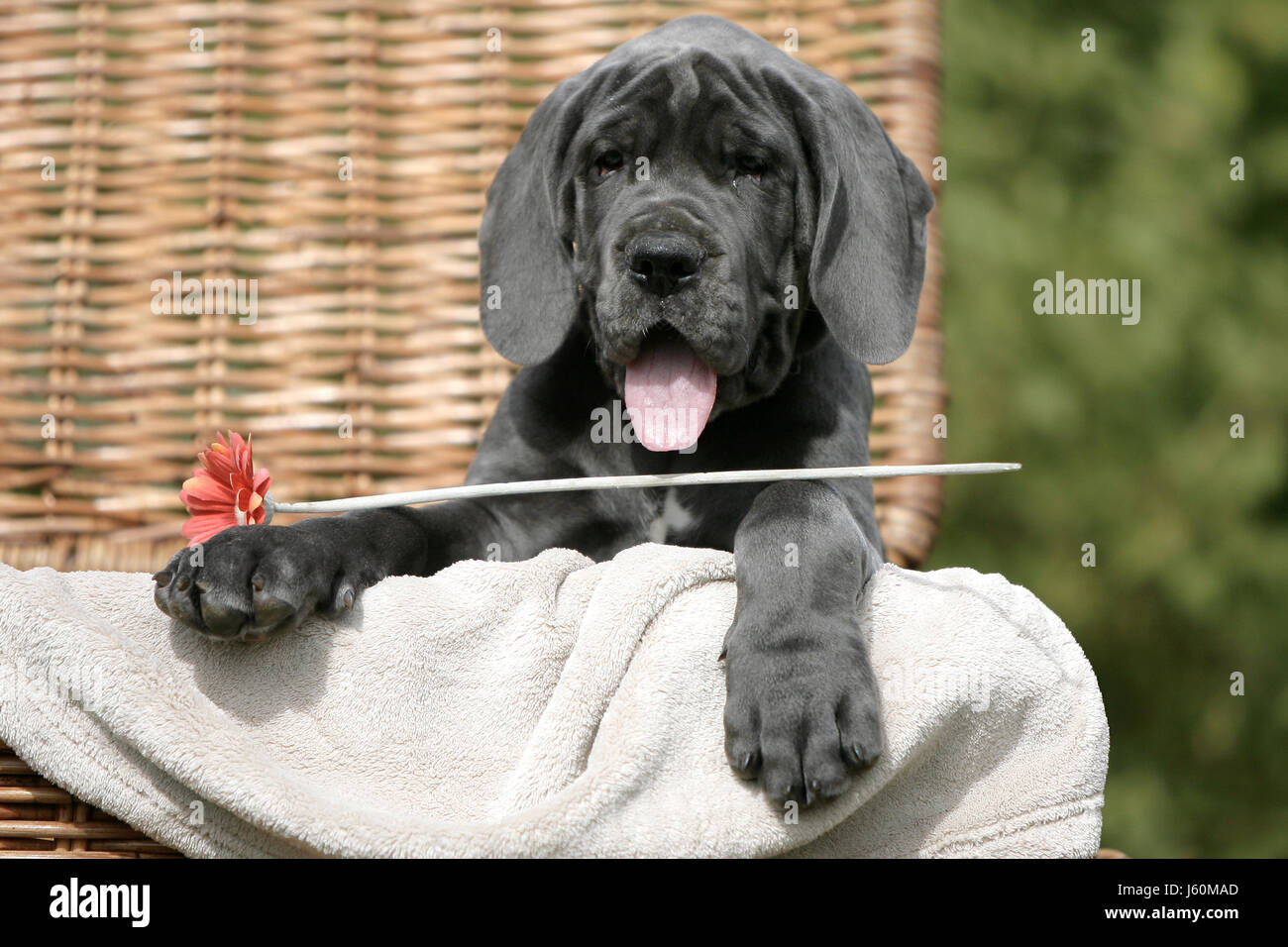dog dogs german mastiff mastiffs blue colour flower plant curious nosey ...