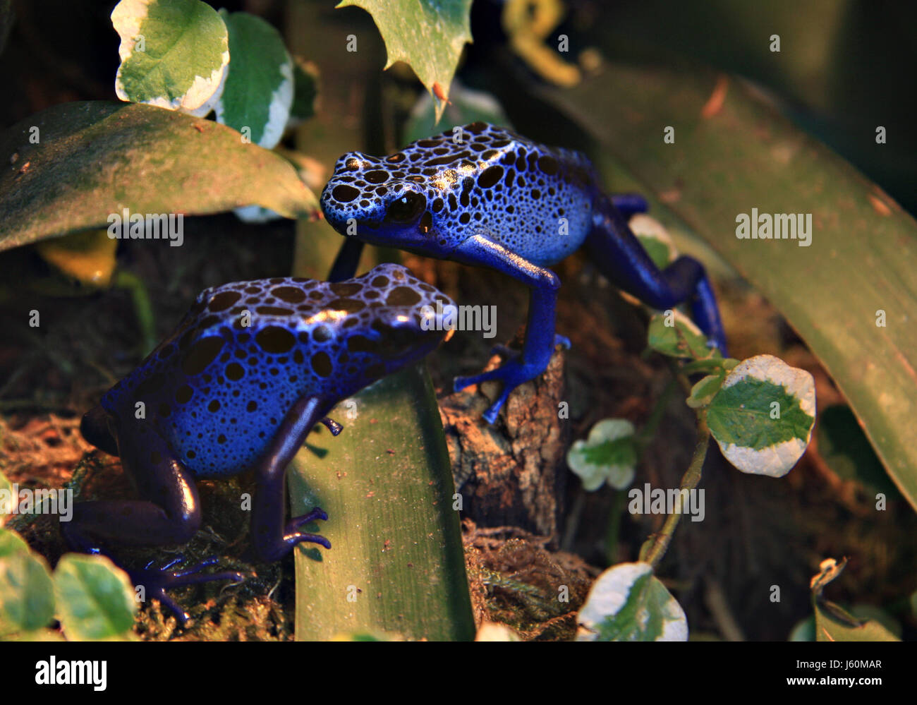 blue dots frog toads poison toad toxic poisonous blue dots frog toads ...