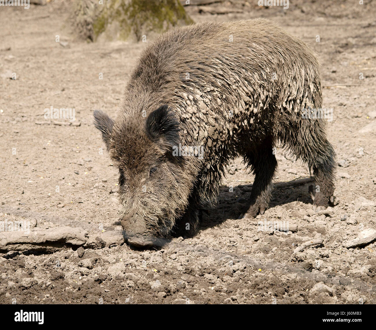 wild boar,pig,nature,wild boar,pig,forest,nature,wildsau Stock Photo ...