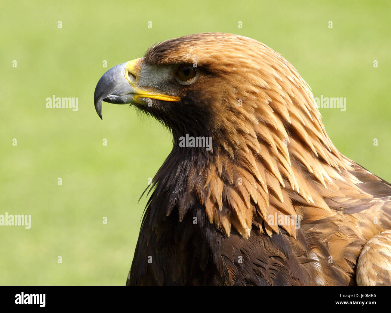 raptor eagle nature bird birds raptor eagle nature wappentier greifvgel ...