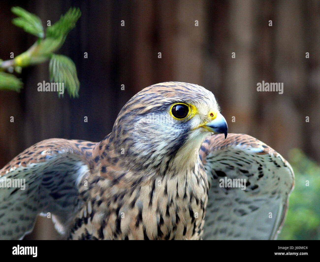 bird fauna birds falcon raptor birds of prey kestrel bird fauna birds ...