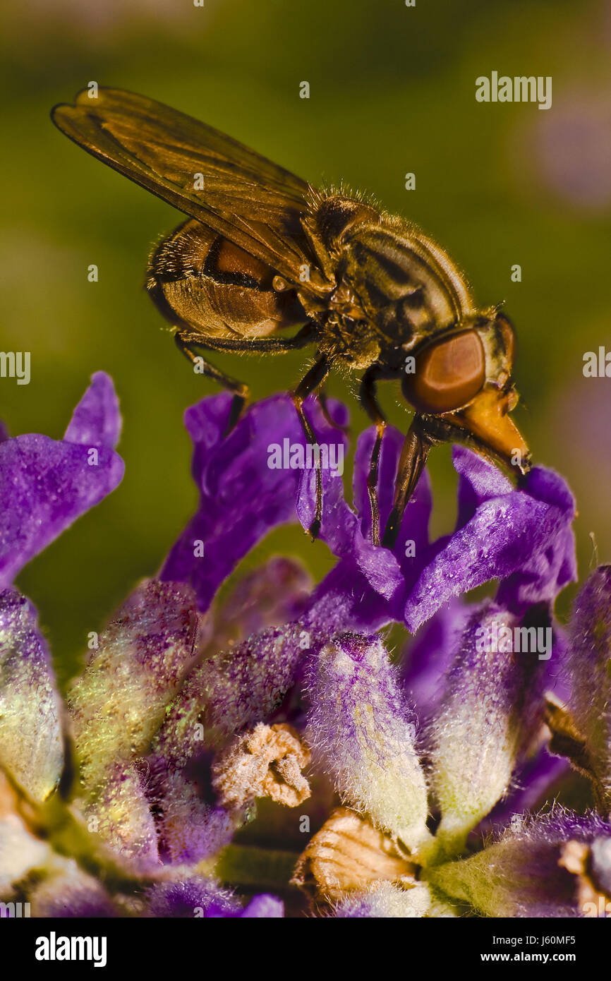 Feldschnabelschwebfliege hi-res stock photography and images - Alamy