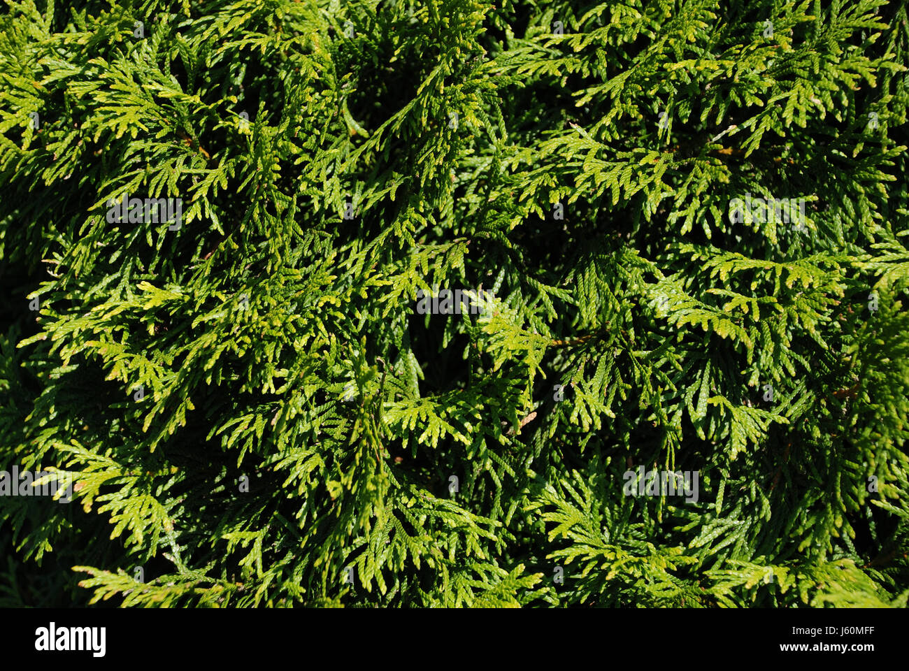 garden green botany gardens arbor-vitae backdrop background nature ...