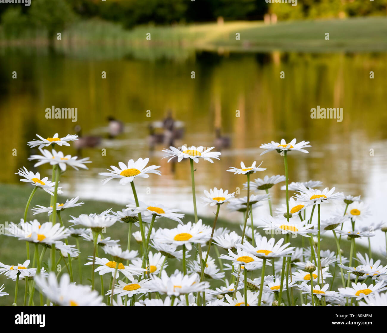 flower flowers plant birds spring ducks fresh water pond water lake ...