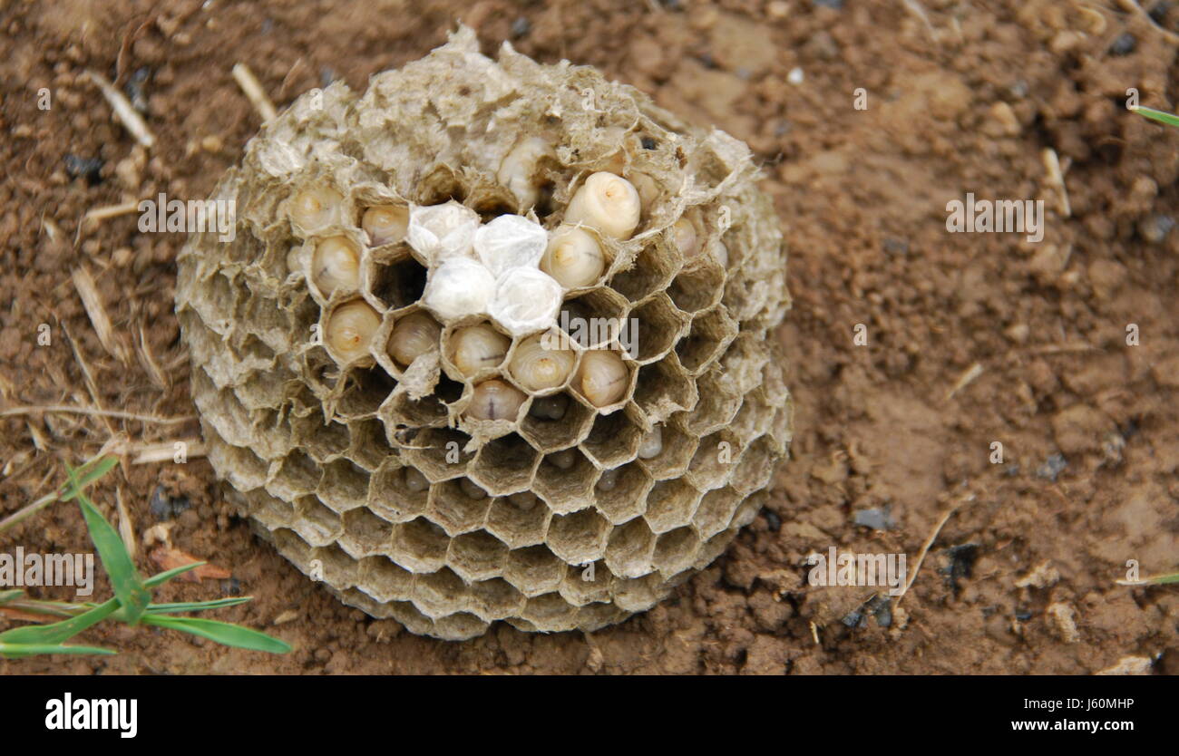 Insektenpuppen hi-res stock photography and images - Alamy