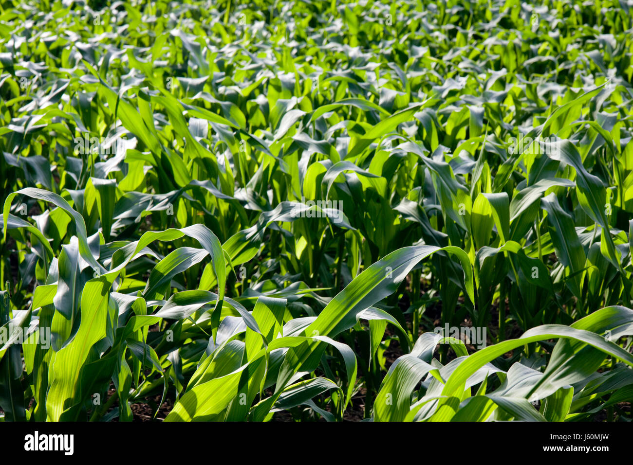 field corn leaf eco environment enviroment green agriculture farming ...