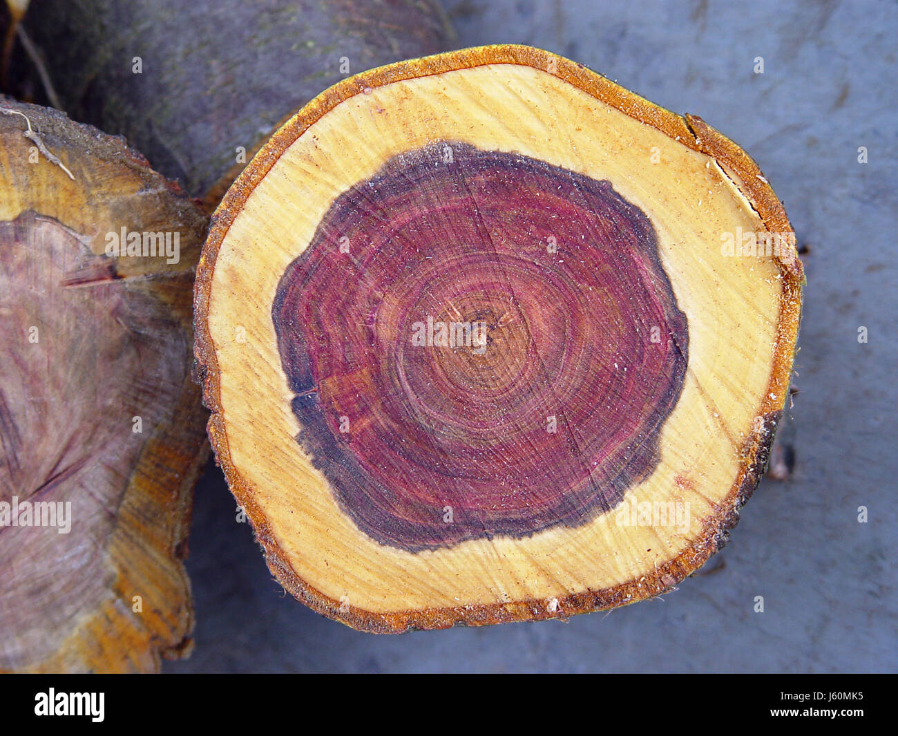 wood rough concentric madeira growth sawn plum log forest texture ...
