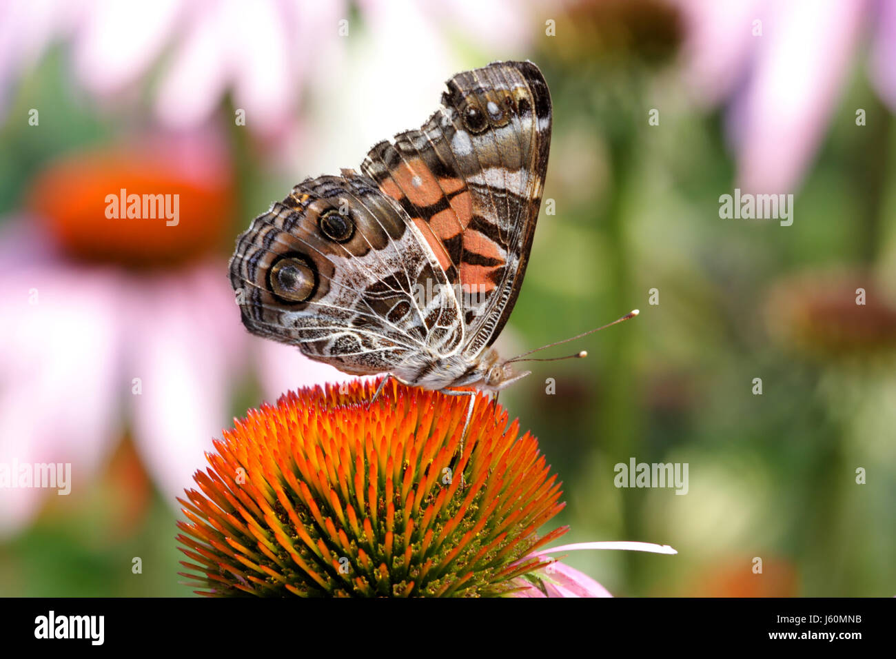 garden animal insects butterfly flower flowers plant wildlife bugs ...