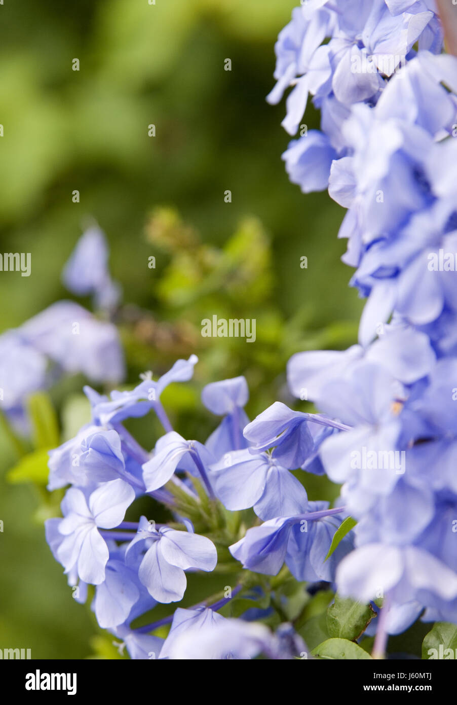 Grow plumbago hi-res stock photography and images - Alamy