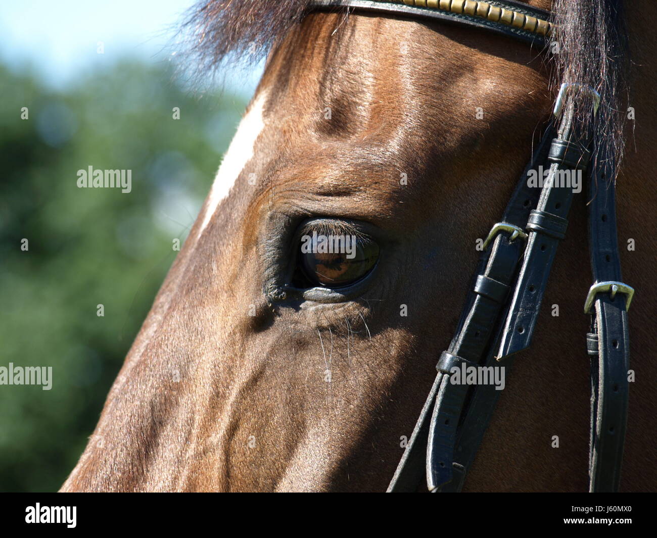 ride horse portrait horses riding horseriding head ride horse portrait ...