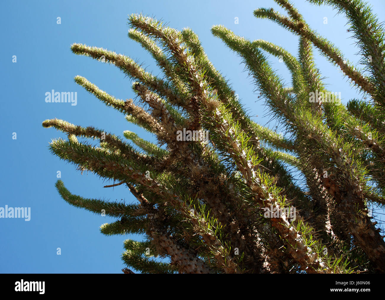 shrub endemic brier tree thorns shrub madagascar endemic plant trunk ...