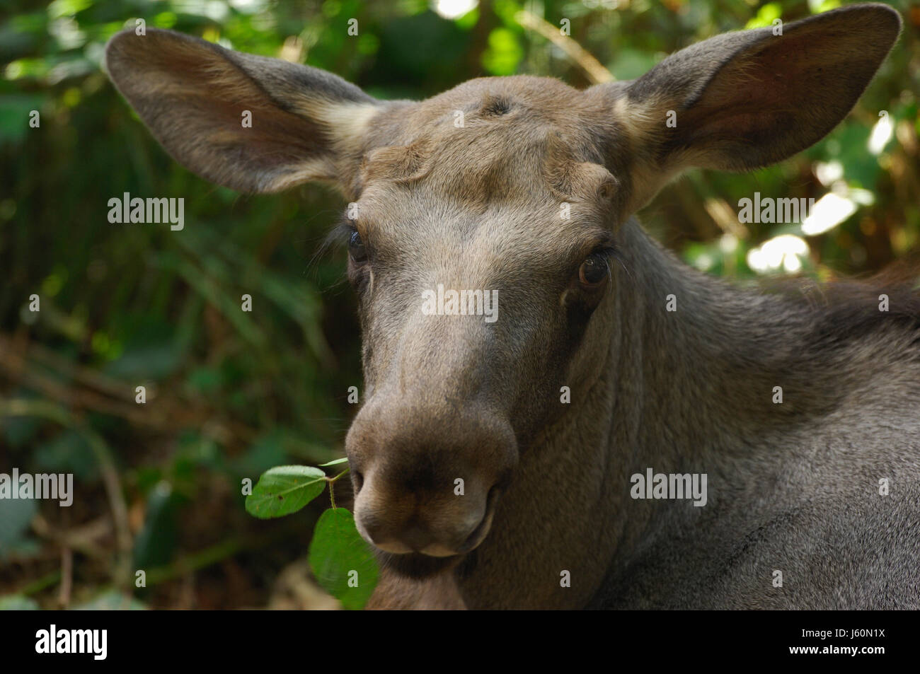 animal portrait eye organ nose young animal elk cute nature mammal ...