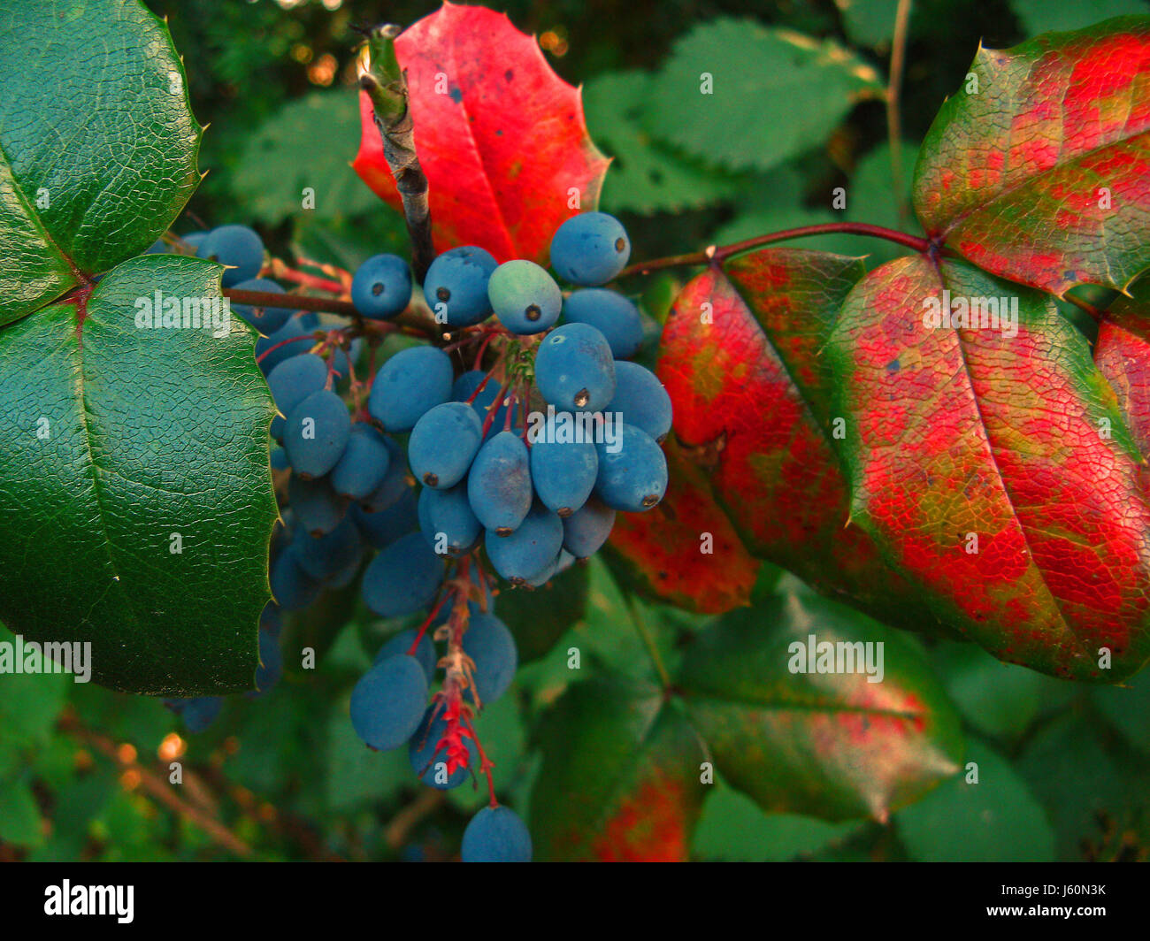 blue blood thorny artificial toxic poisonous blue blood thorny ...