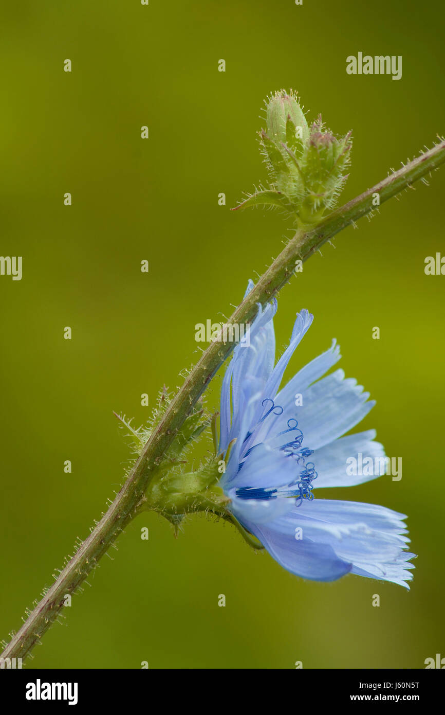 cichorium intybus chicory Stock Photo - Alamy