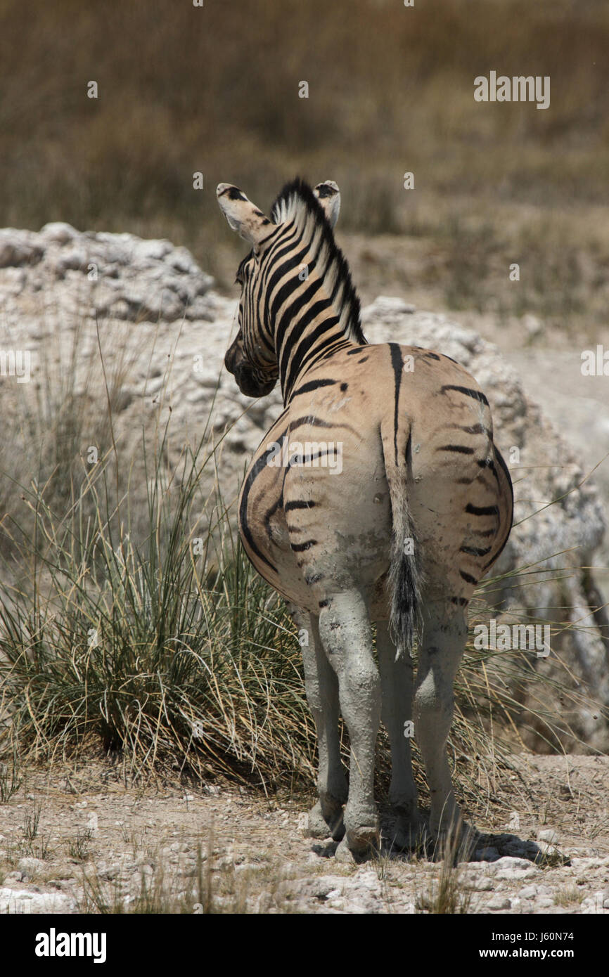 animal africa zebra wildlife safari rear view animal mammal africa ...