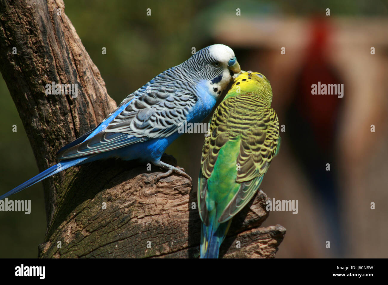 bird birds budgerigar smooch parakeet cuddling blue pet green coloured ...