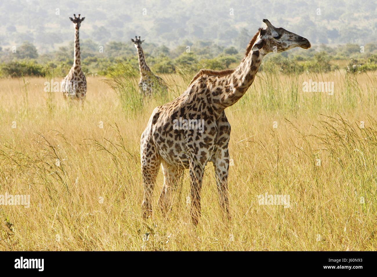 africa animals steppe safari giraffes traveling trip journey nature ...