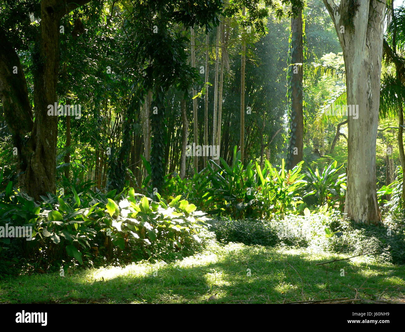 jungle brazil vegetation rainforest rain forest tropics shine shines ...