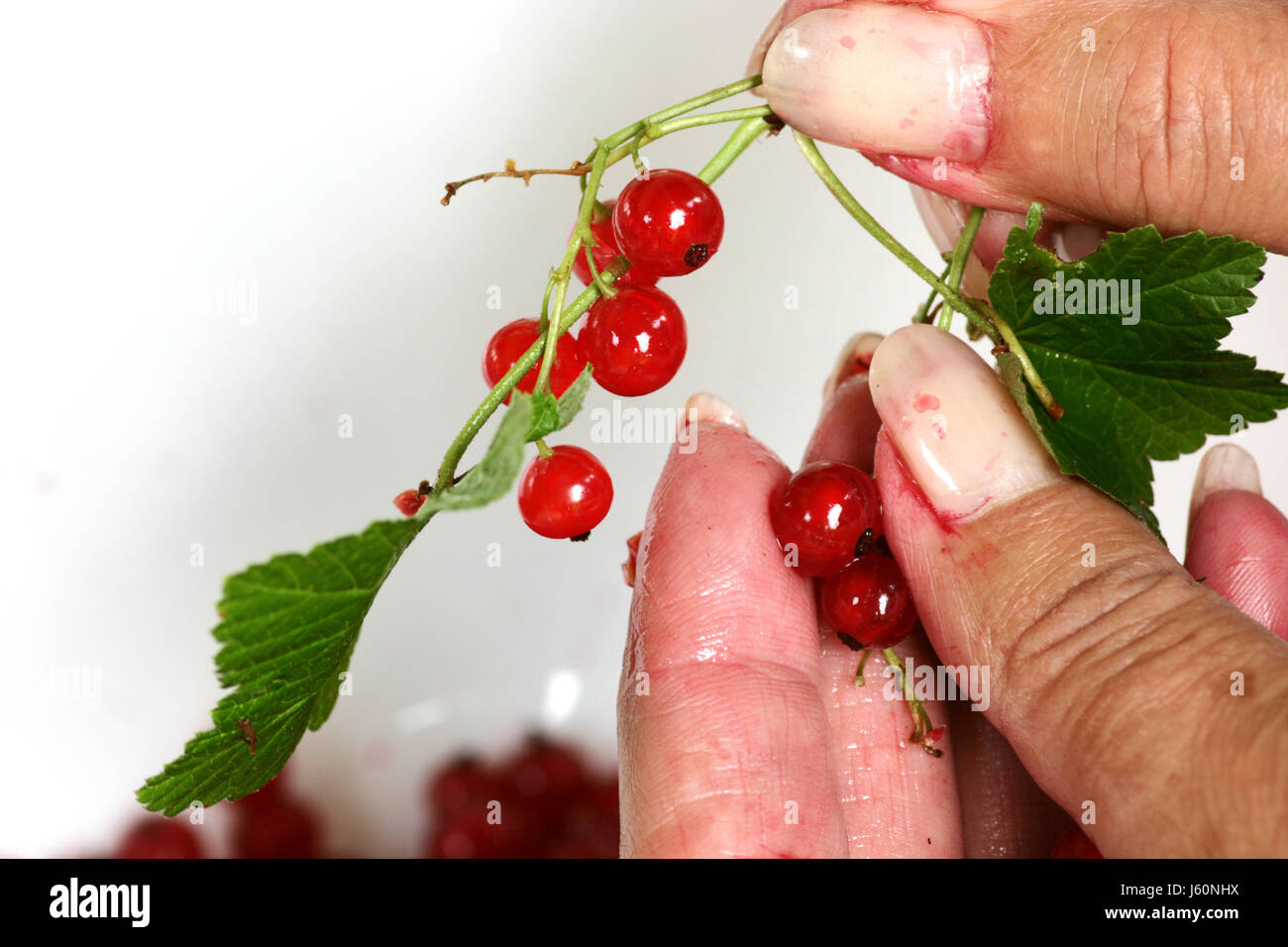 pick hand finger fruit boil cooks boiling cooking black currants fresh ...