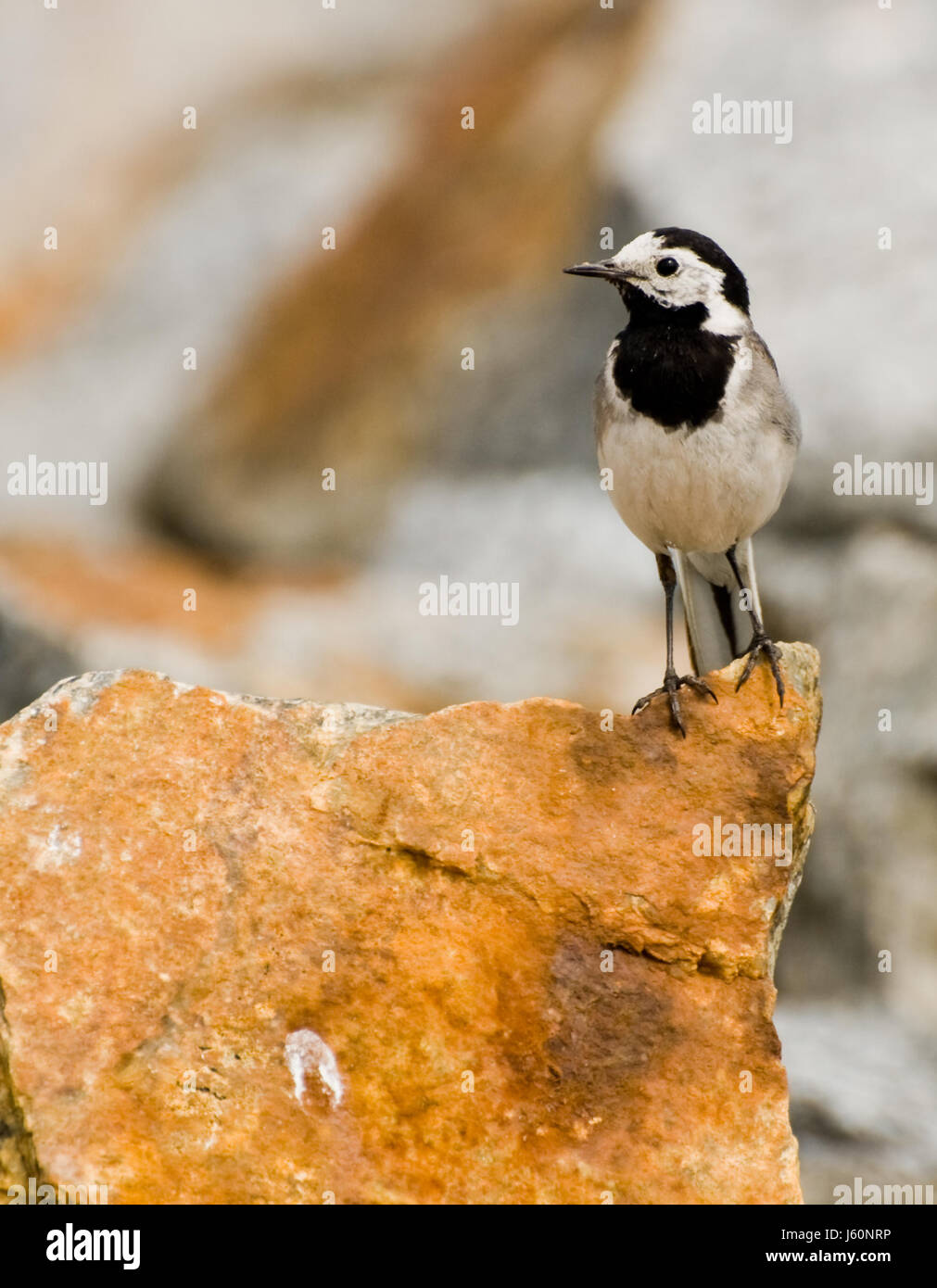 stone bird birds rock scree beak feathering singing-bird bobolinks ...