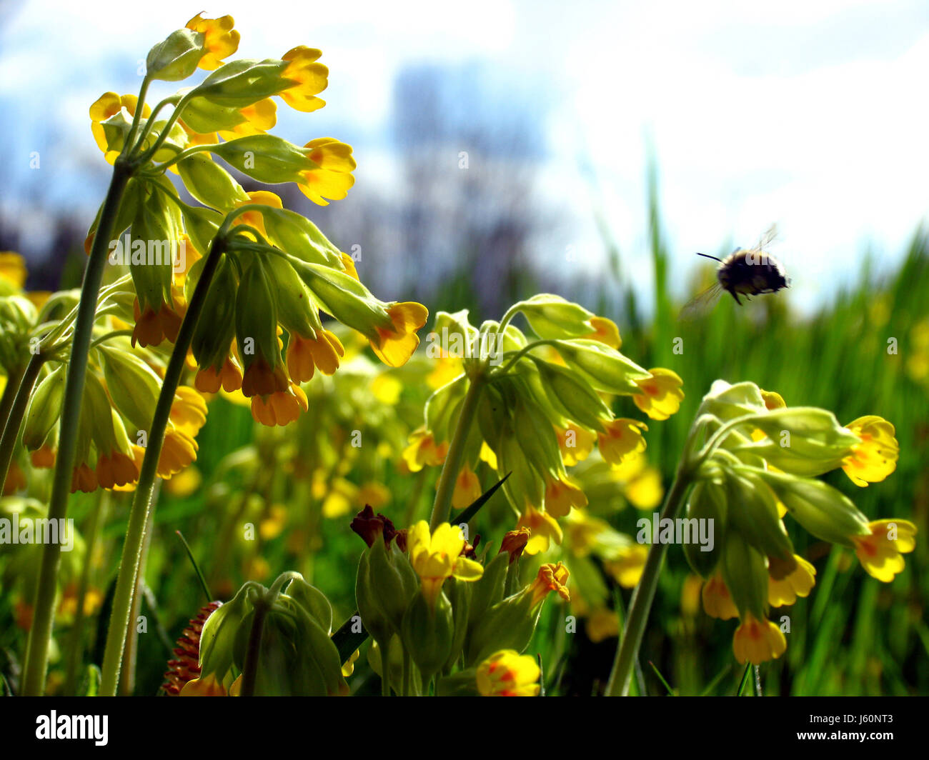 flower plant bumblebee bed approach primrose yellow insect bee flight ...