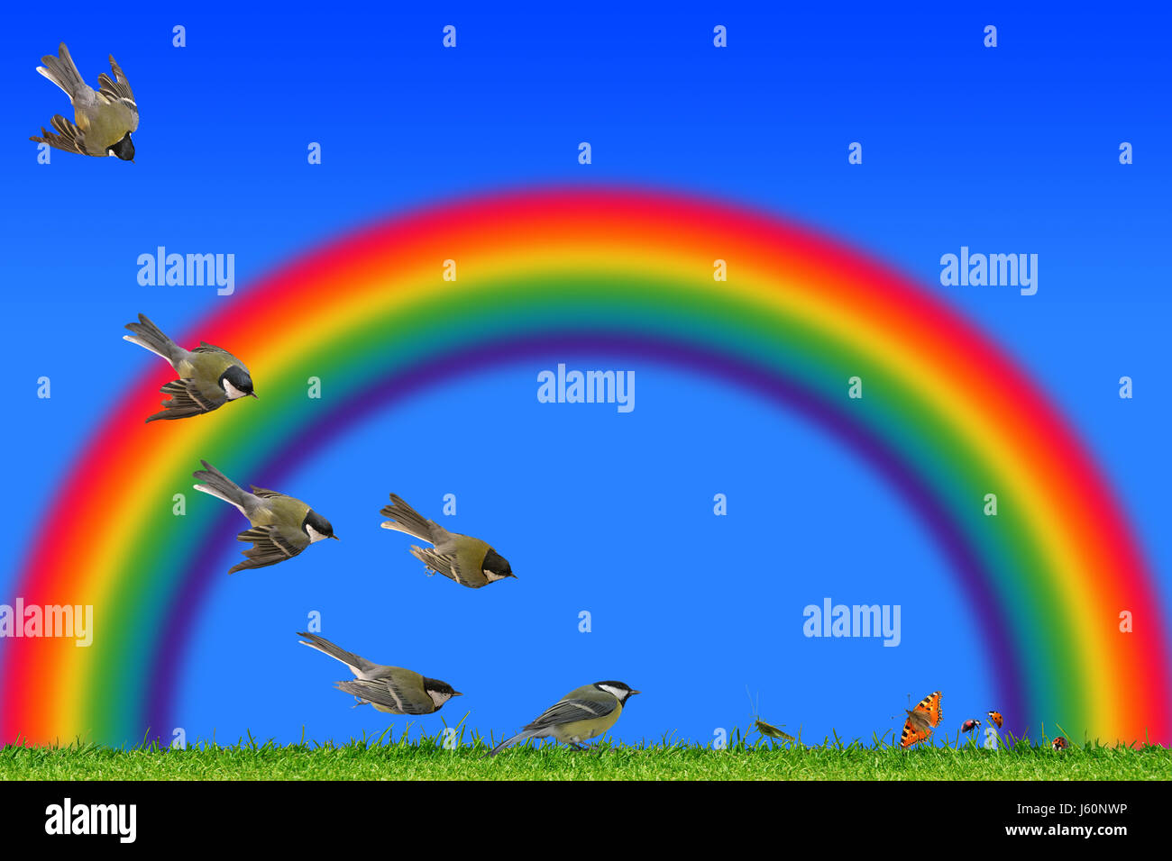 flight rainbow approach titmouse head for fly flies flys flying flight ...