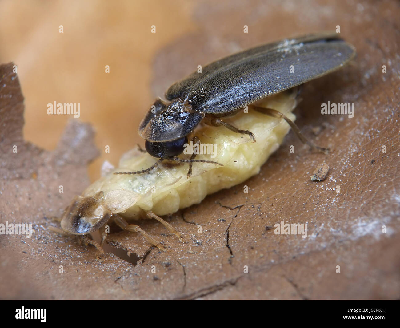 insect beetle propagation male female mating mate fireflies couple pair ...