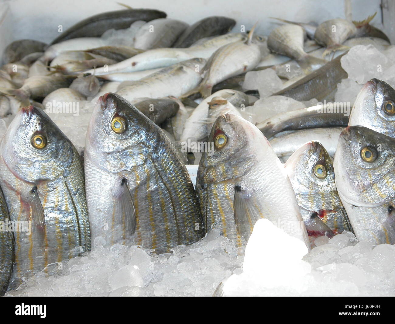 fish on ice Stock Photo - Alamy