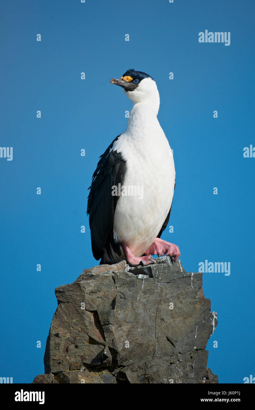 Leucocarbo atriceps bransfieldensis hi-res stock photography and images ...