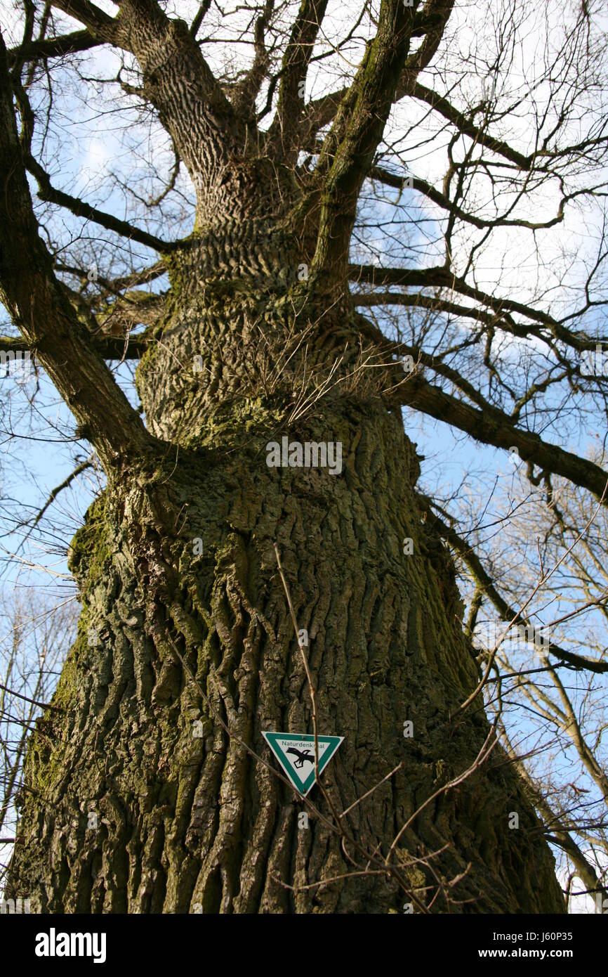 monument tree trunk bark natural monument shield monument tree park ...