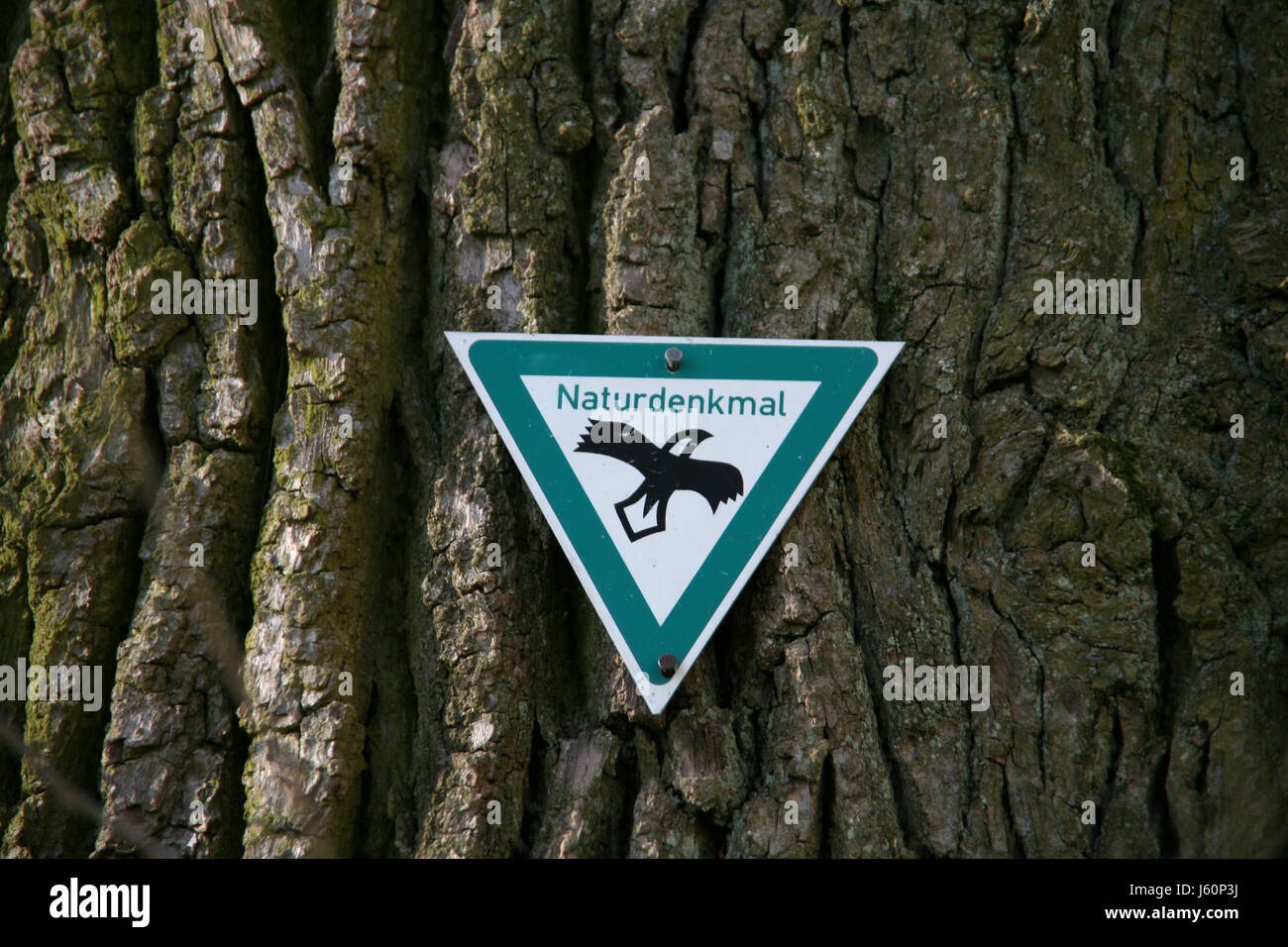 monument tree trunk bark natural monument shield monument tree park ...