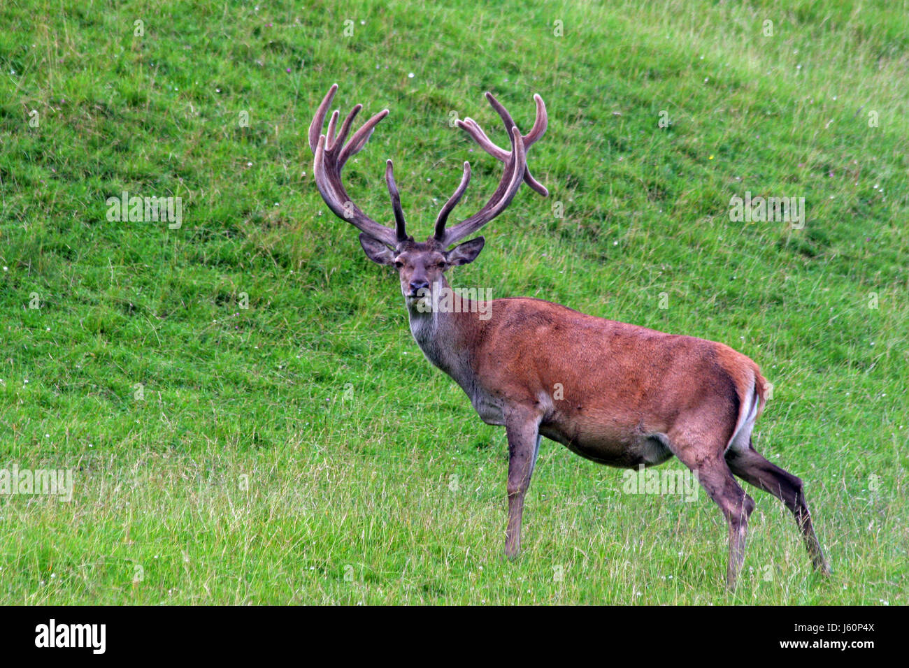 Fine perspective hi-res stock photography and images - Alamy