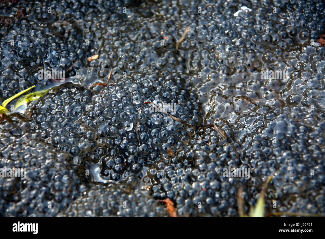 Unkenlaich hi-res stock photography and images - Alamy