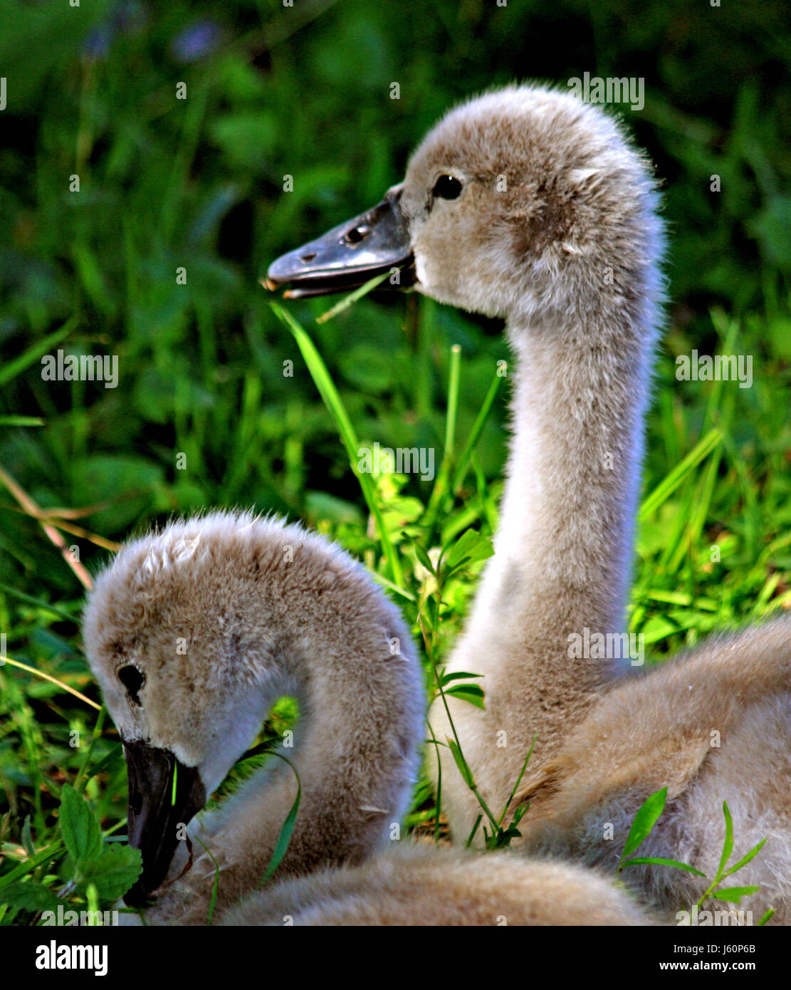 bird swan birds sunlight duo offspring meadow nature bird portrait swan ...
