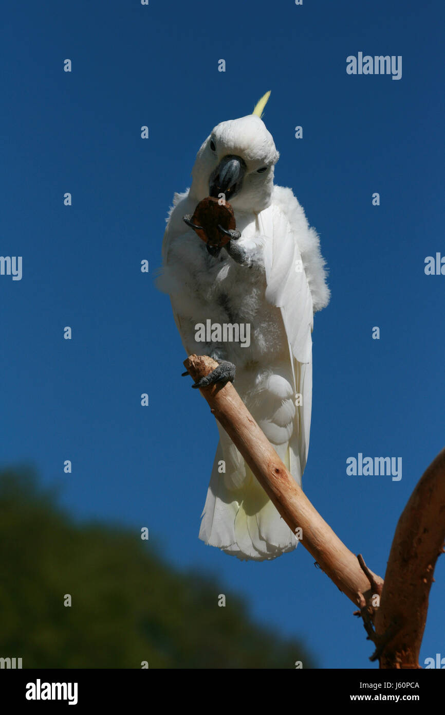 to gorge engulf devour cockatoo walnut parrot fodder bird hunger birds ...