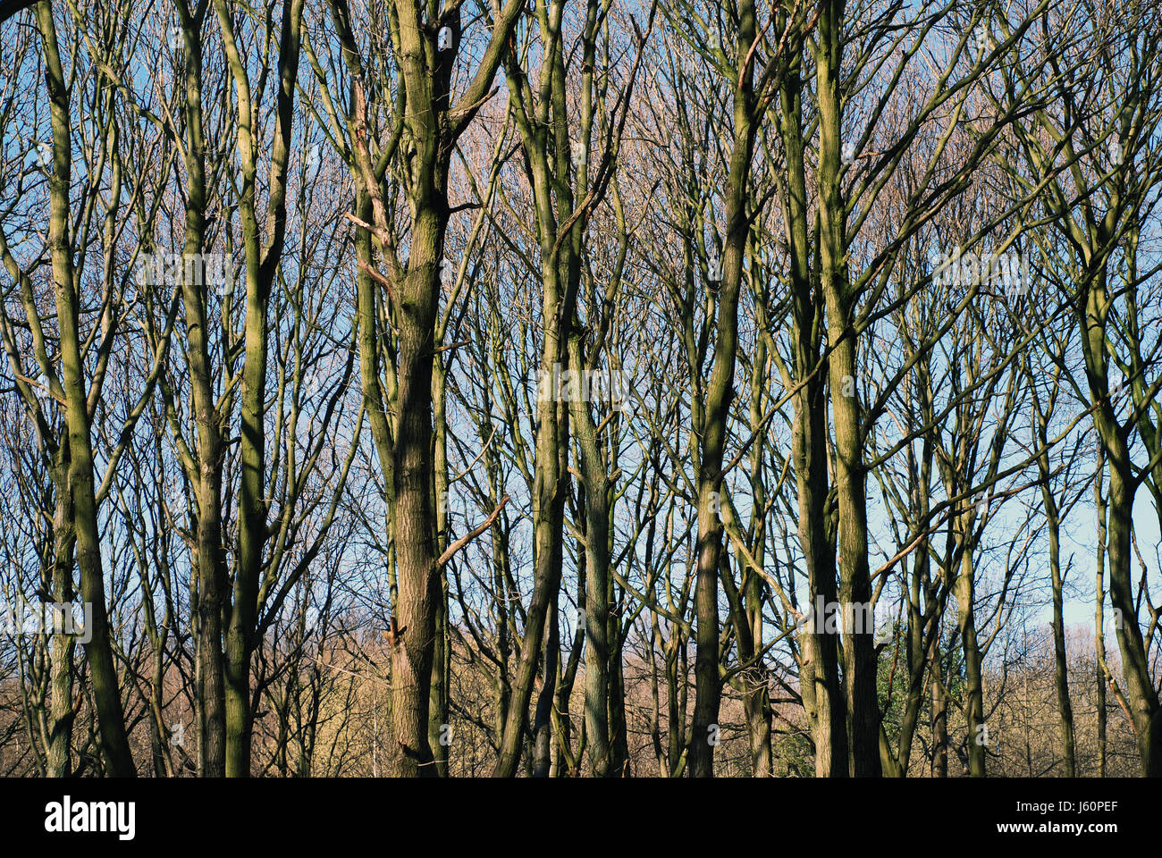 blue tree trees ground soil earth humus branches bare clouds firmament ...