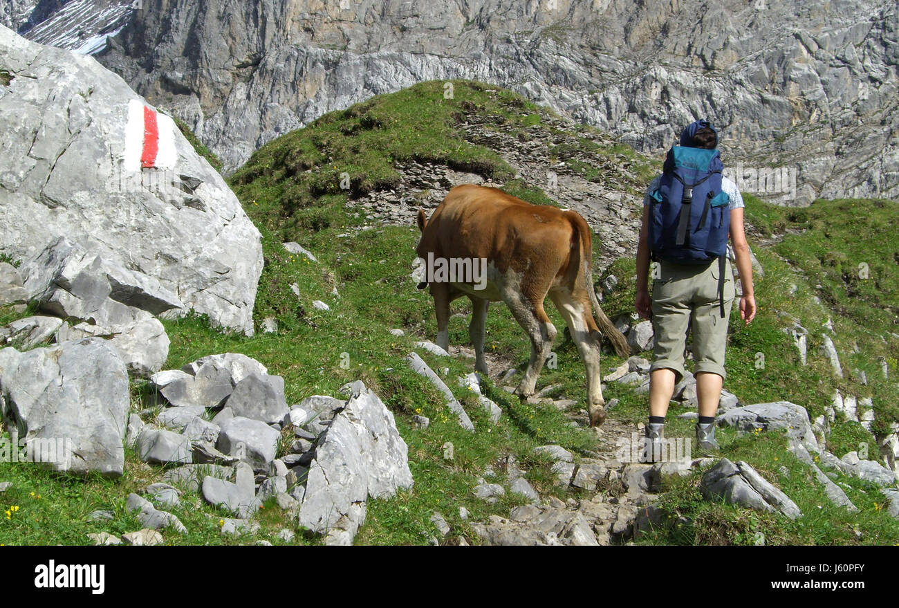 woman alps hike go hiking ramble backpack cow alpine path woman ...