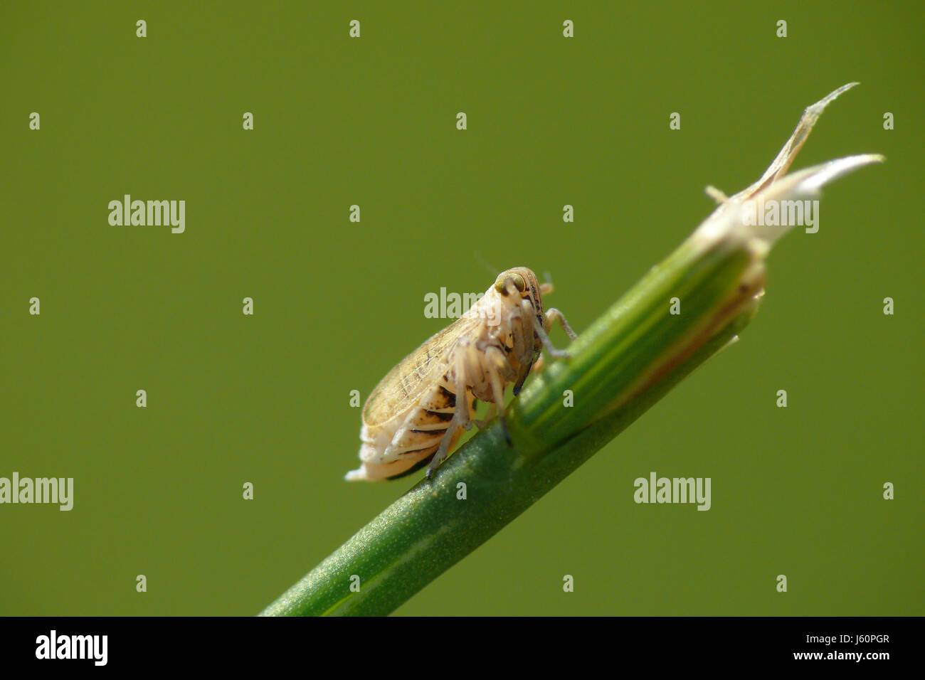 Zikadennymphe hi-res stock photography and images - Alamy