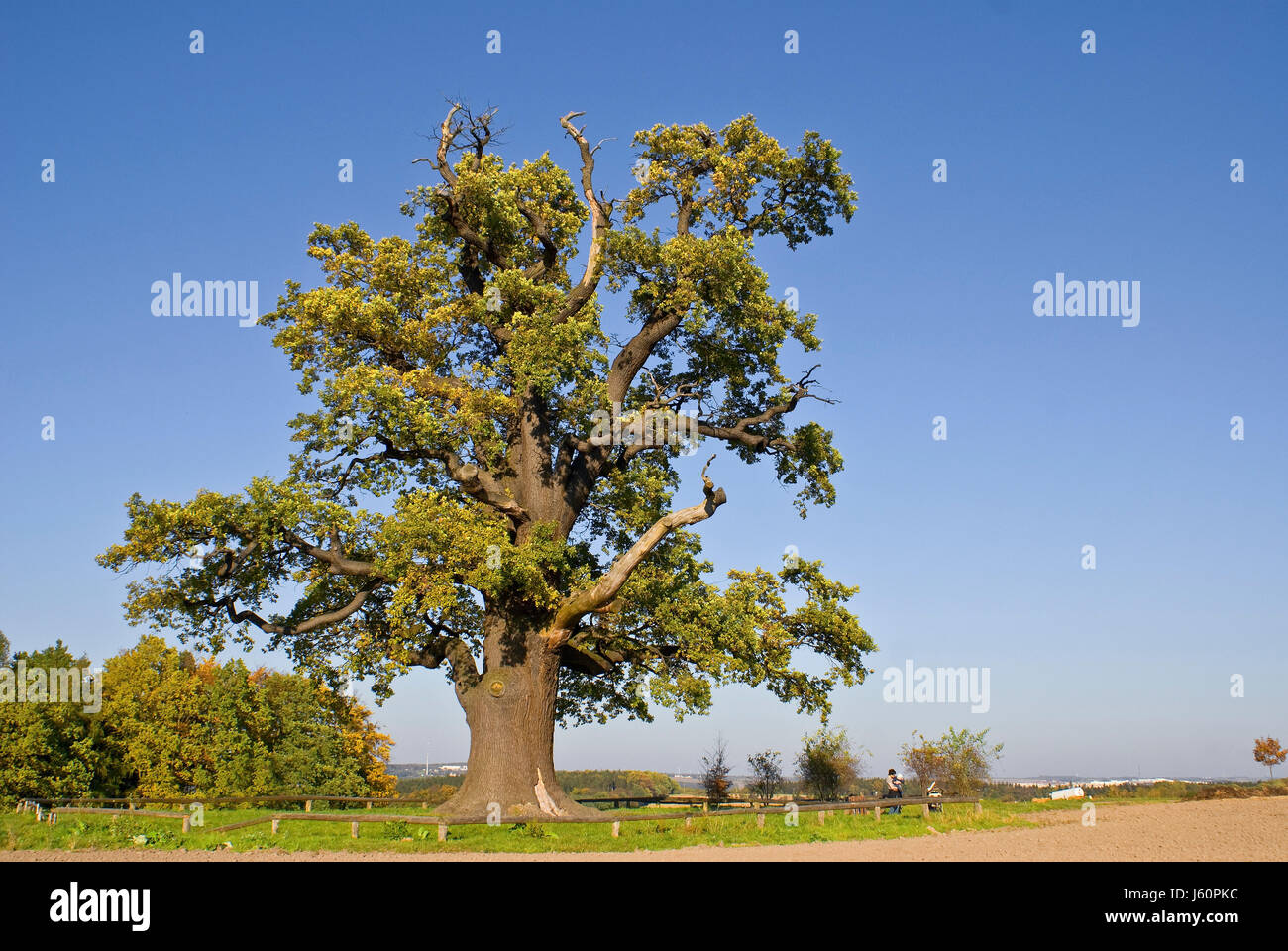 big large enormous extreme powerful imposing immense relevant tree oak ...