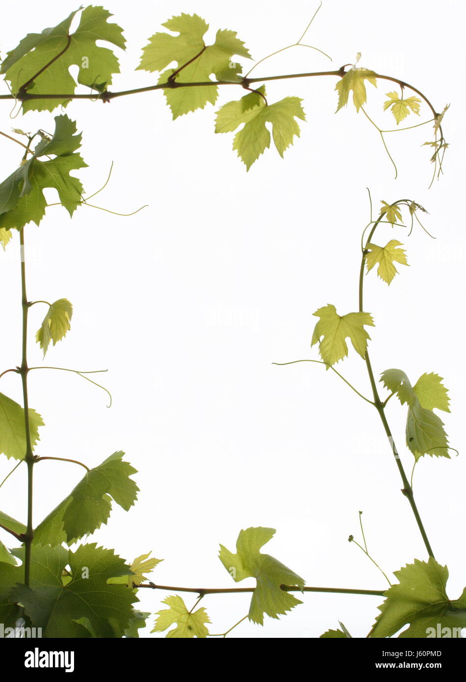 optional green vine leaves vine grape vine grape-vine backdrop ...