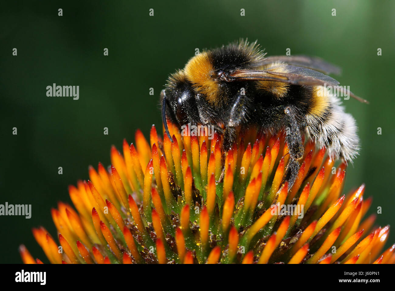 profile macro close-up macro admission close up view bumblebee lateral ...