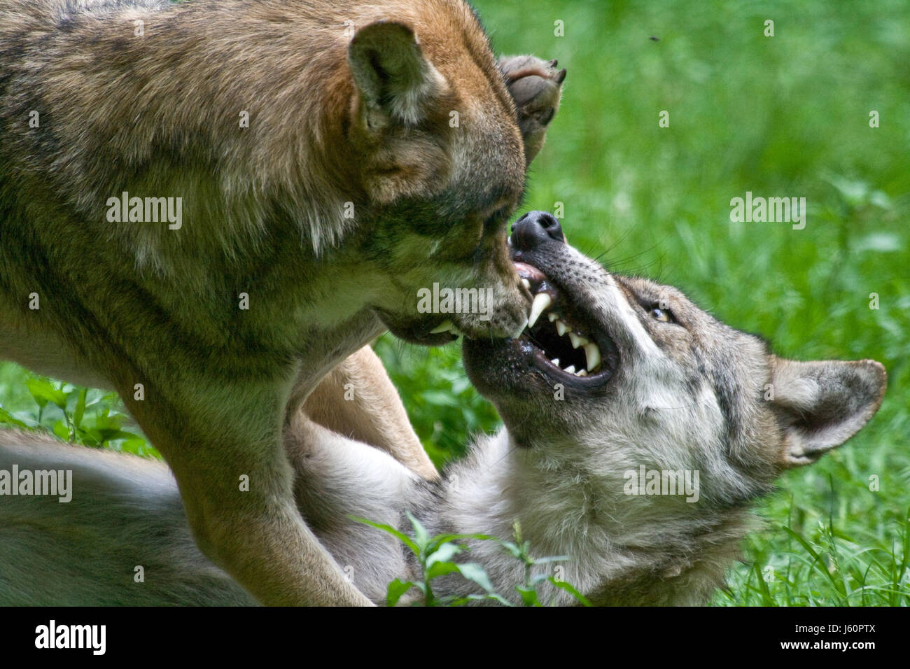 wolf wolves game tournament play playing plays played fight fighting ...