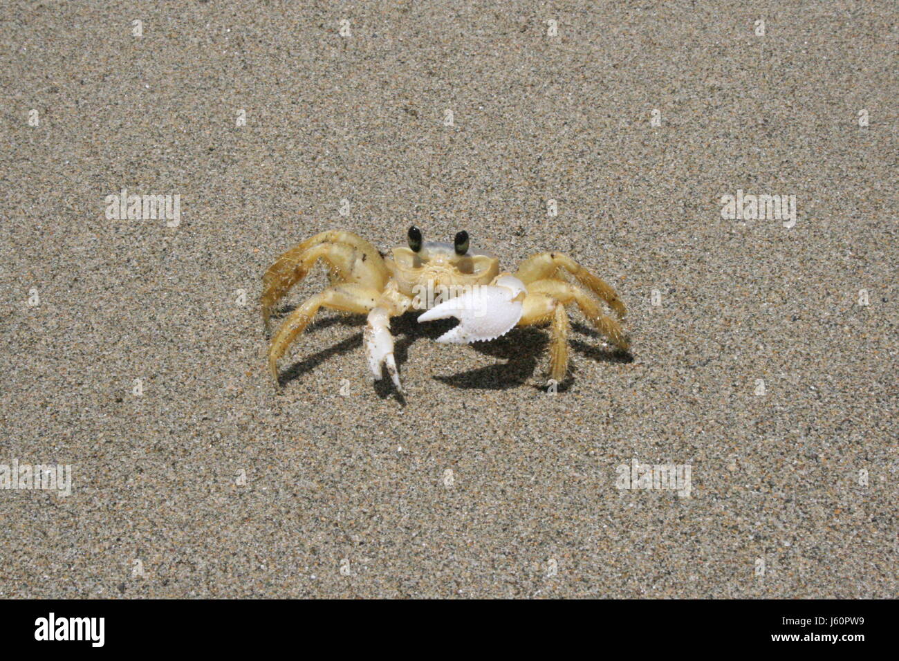 Crab forceps hi-res stock photography and images - Alamy