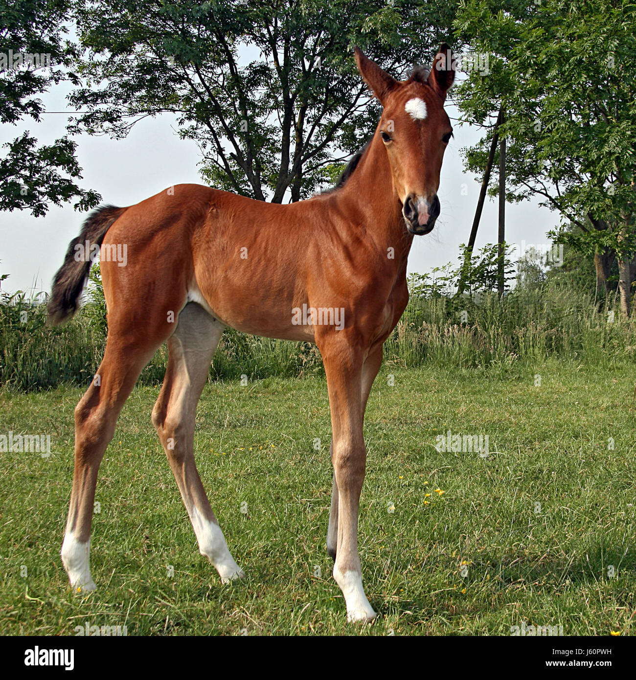 horse idea perspective point of view approach view opinion angle foal ...